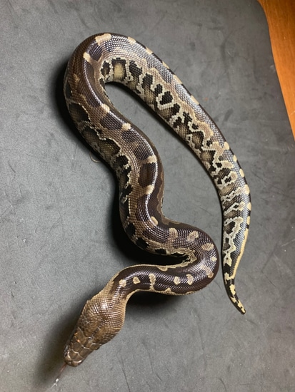 Sumatran Sumatran Short-Tailed Python by Danner Constrictors