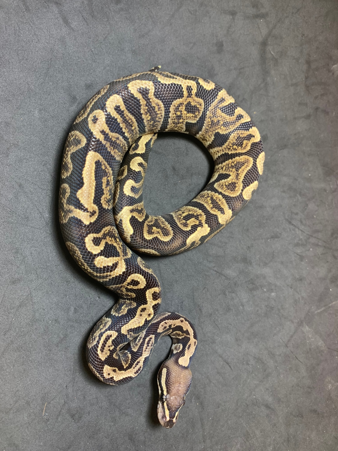 GHI Vanilla Ball Python by Danner Constrictors - MorphMarket