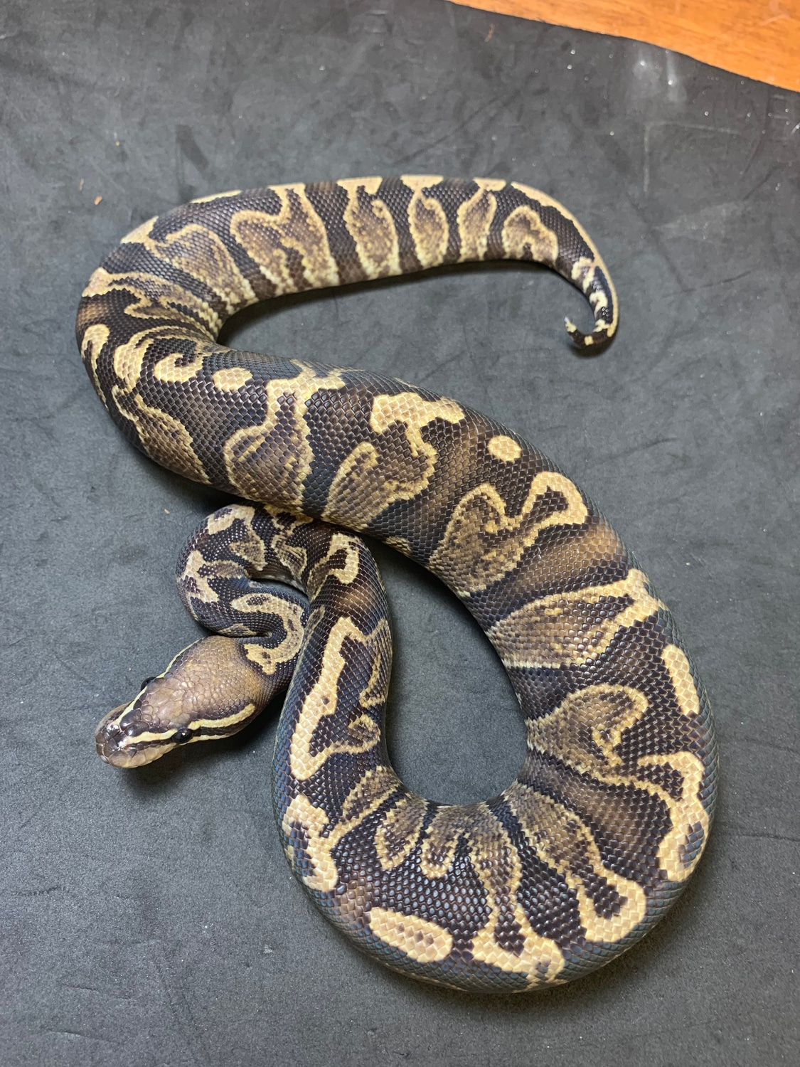 GHI Vanilla Yellow Belly Ball Python by Danner Constrictors - MorphMarket