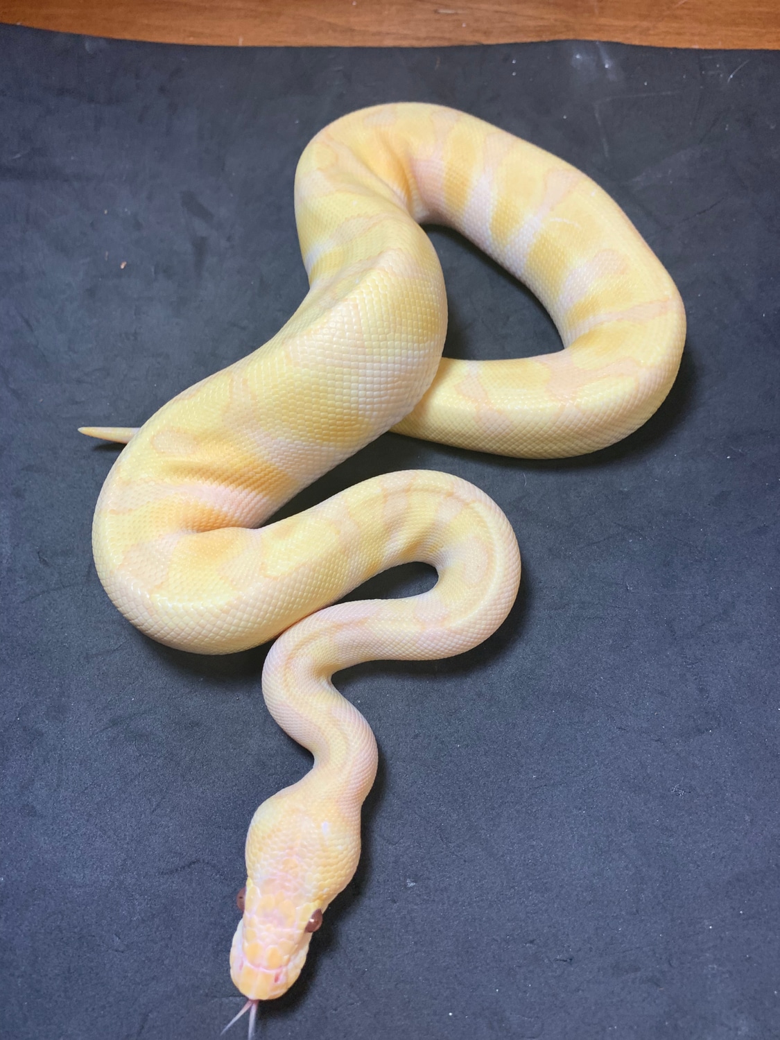 Pastel Super Enchi Candy 66% Het Pied Ball Python by Danner ...