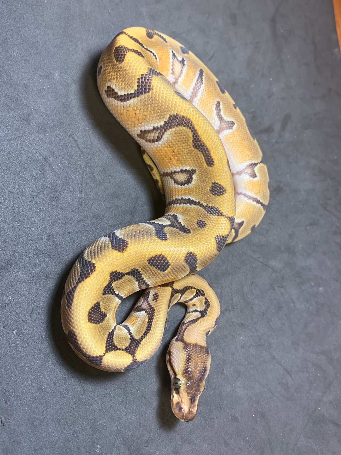 Hidden Gene Woma Enchi Blade Het Hypo Het Clown Ball Python by Danner ...