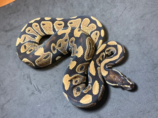 Het Candy Ball Python by Danner Constrictors