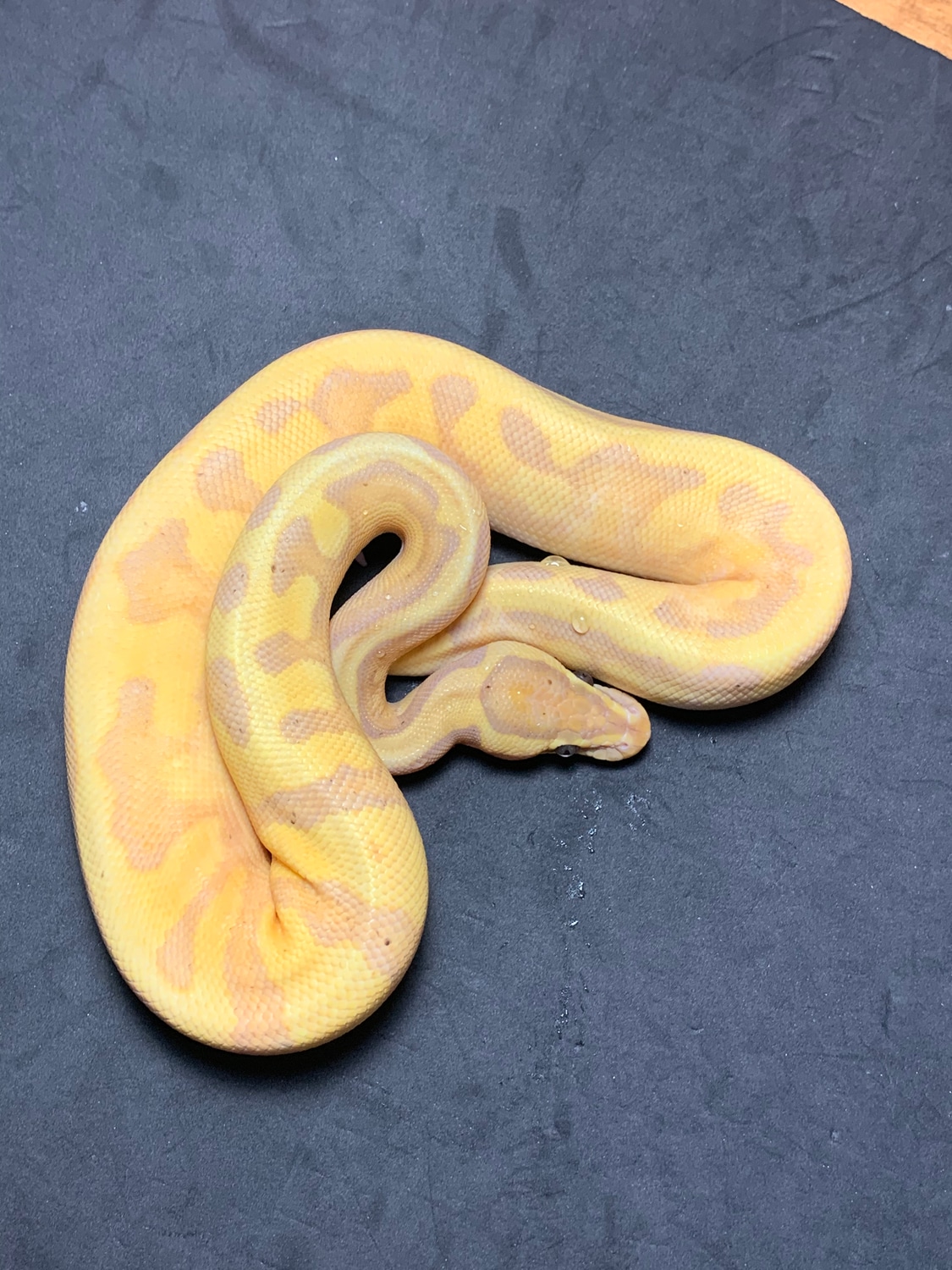 Banana Enchi Orange Dream Pied 50% Het Hypo Ball Python by Danner ...