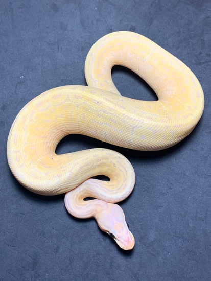 Banana Trick Pinstripe Ball Python by Danner Constrictors