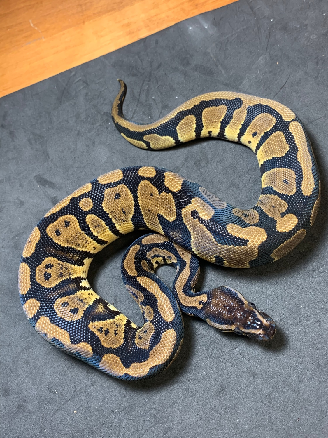 Confusion Ball Python by Danner Constrictors - MorphMarket