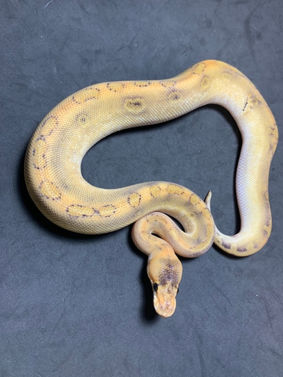 Champagne Het Hypo Het Clown Ball Python by Danner Constrictors