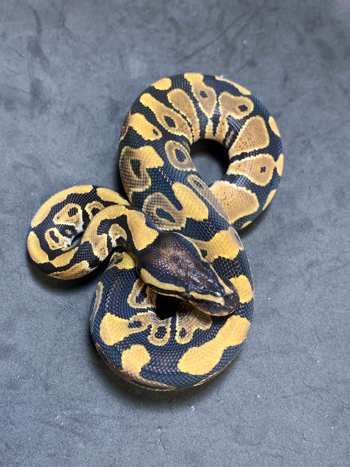 Het Clown Ball Python by Danner Constrictors - MorphMarket