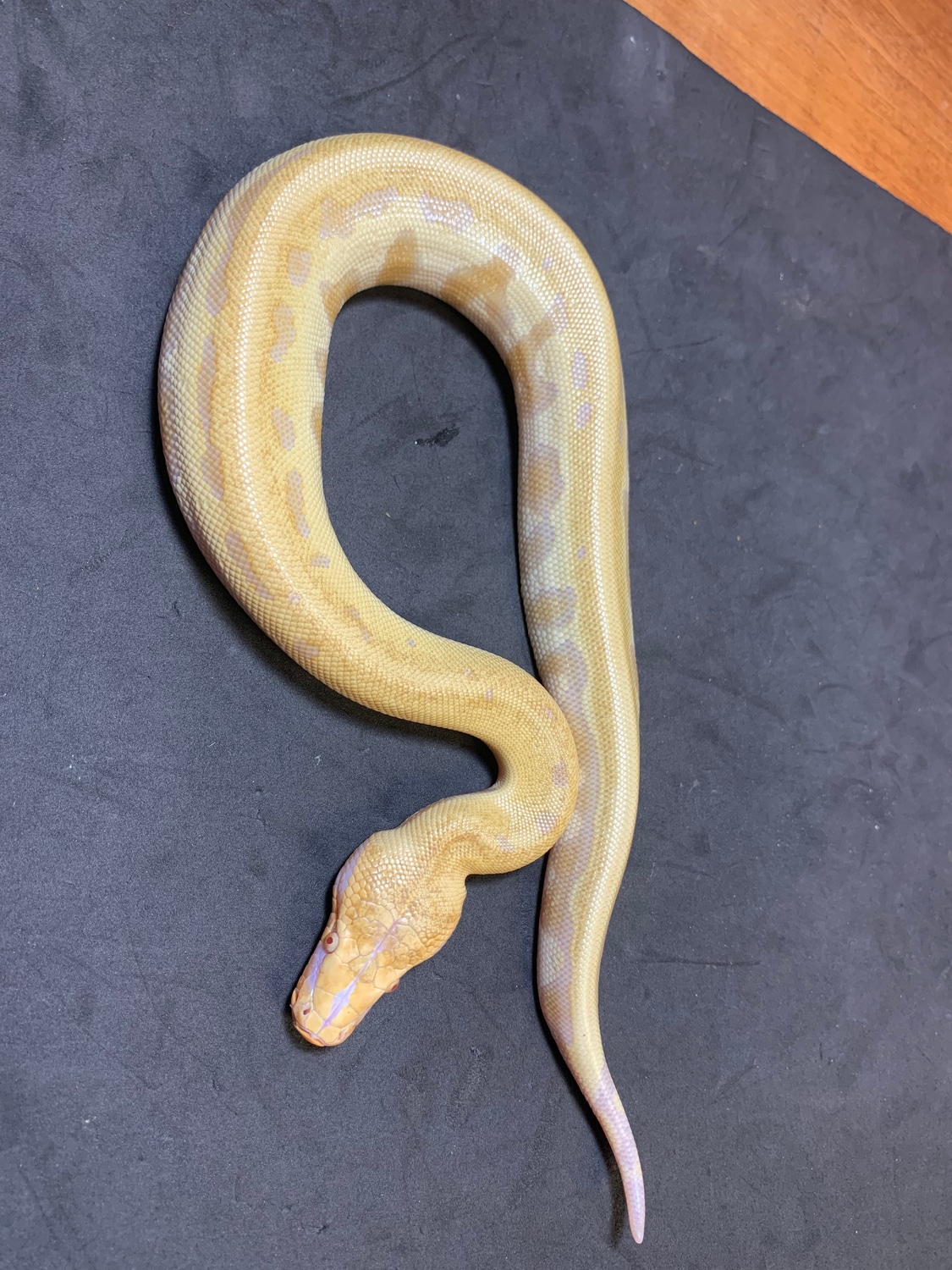 T- Albino Goldeneye Blood Python by Danner Constrictors - MorphMarket