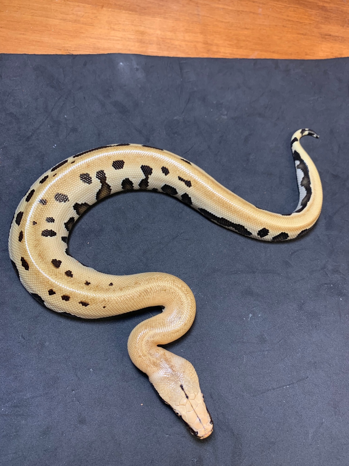 Goldeneye Het T- Albino Blood Python by Danner Constrictors - MorphMarket