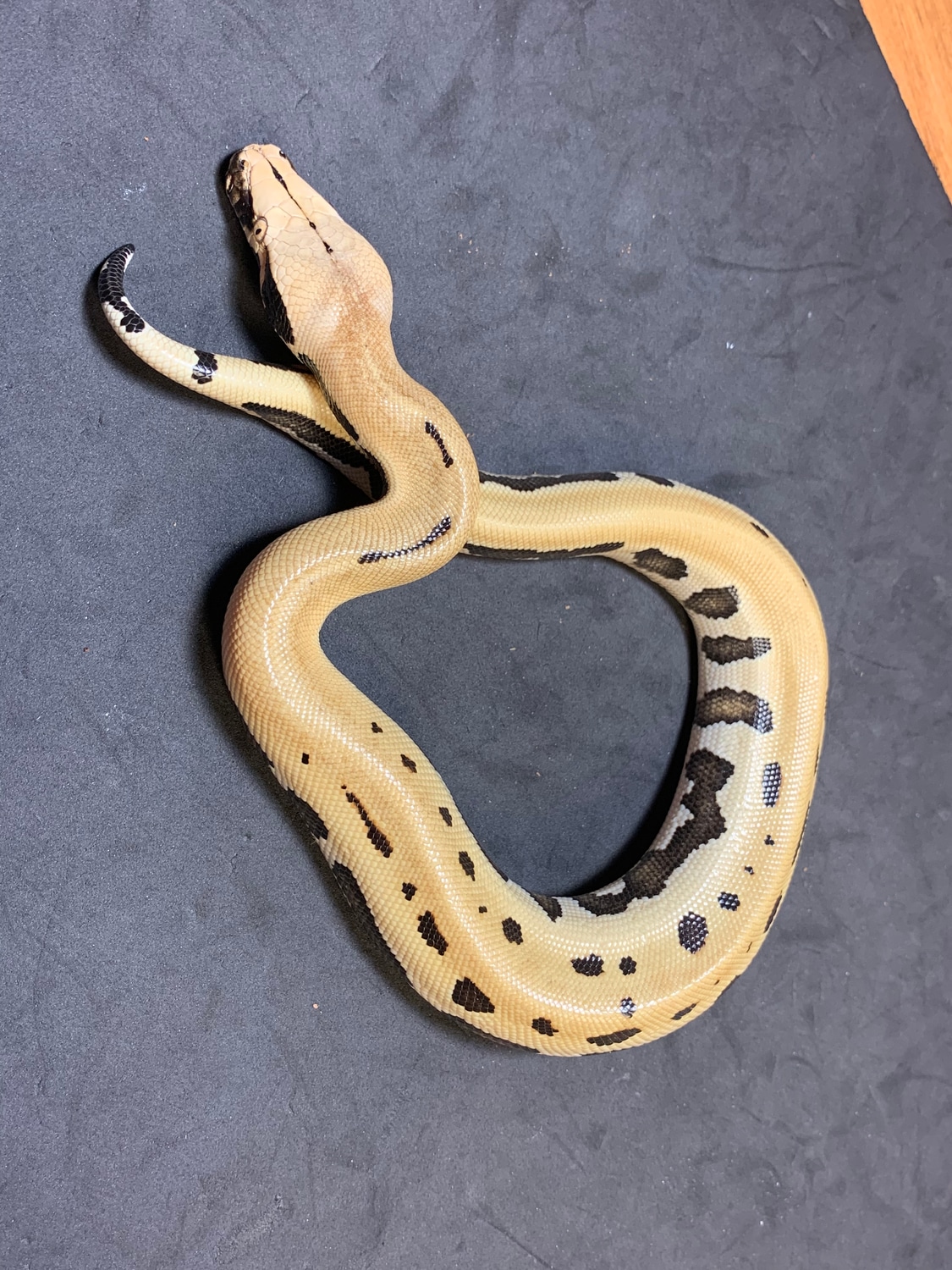 Goldeneye Het T- Albino Blood Python by Danner Constrictors - MorphMarket