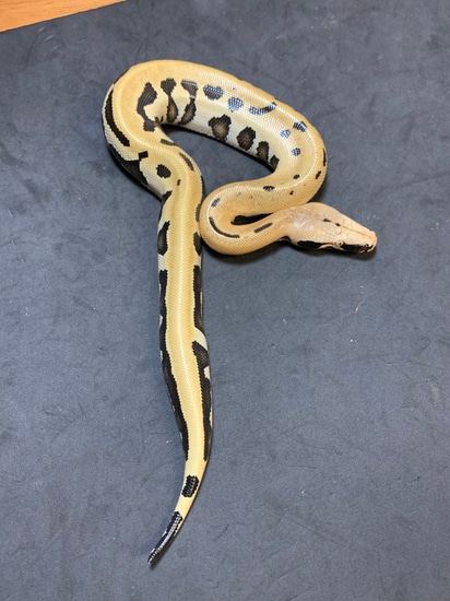 Goldeneye Het T- Albino Blood Python by Danner Constrictors
