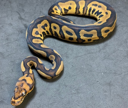 Danner Constrictors - MorphMarket