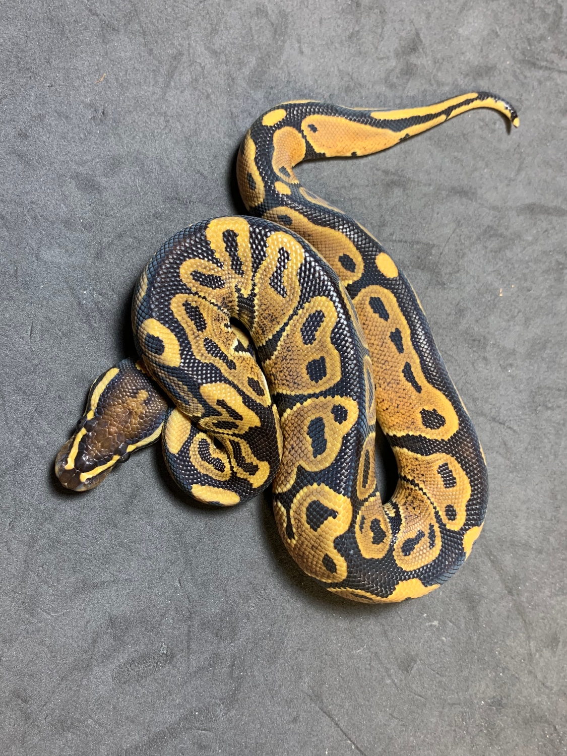 Het Lavender Albino 66% Het Pied Ball Python by Danner Constrictors - MorphMarket