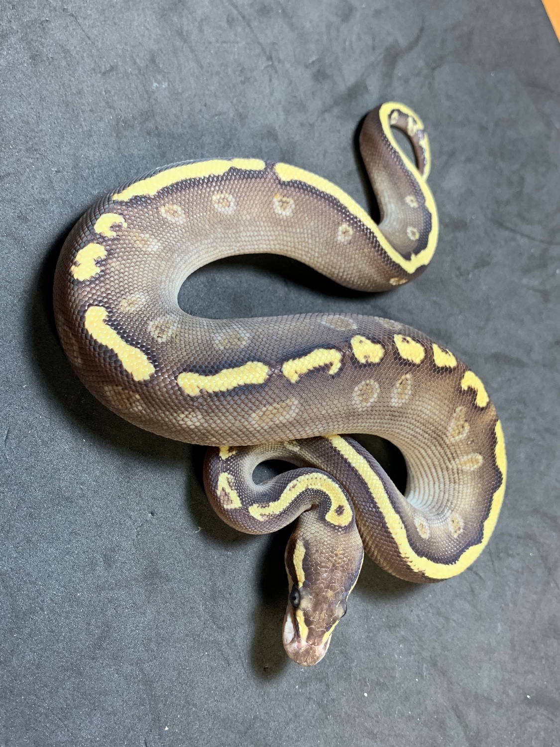 GHI Mojave Vanilla Ball Python by Danner Constrictors - MorphMarket