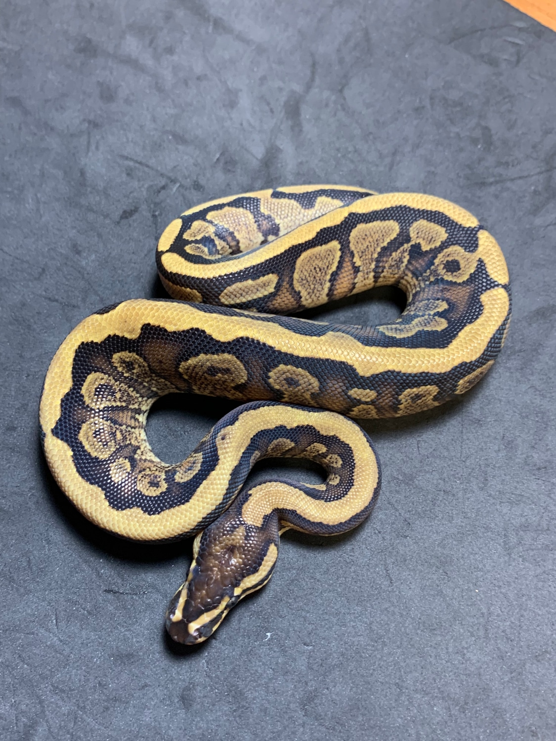 Parkway - Asphalt Specter Ball Python by Danner Constrictors - MorphMarket