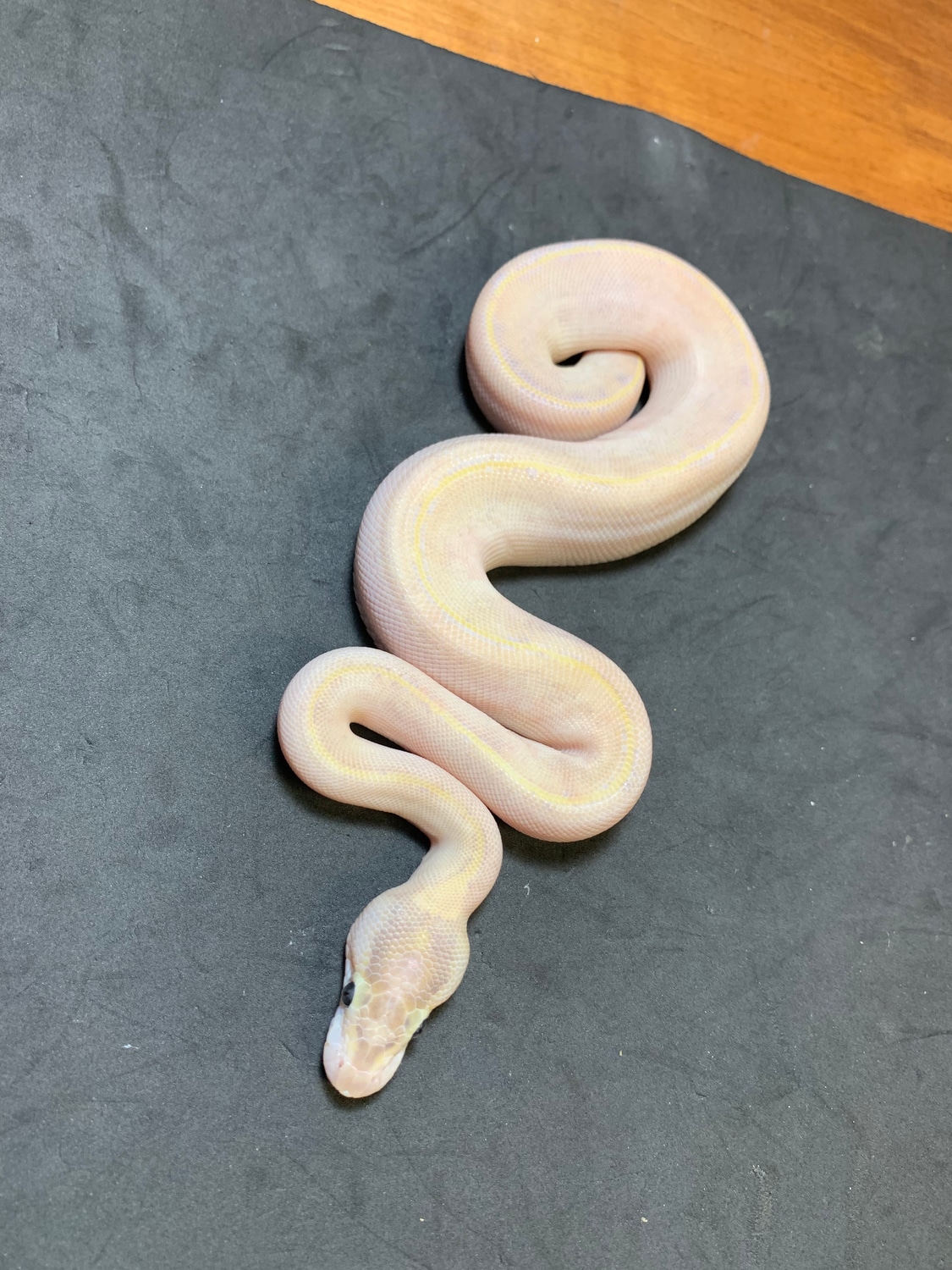 Ivory Ball Python by Danner Constrictors - MorphMarket