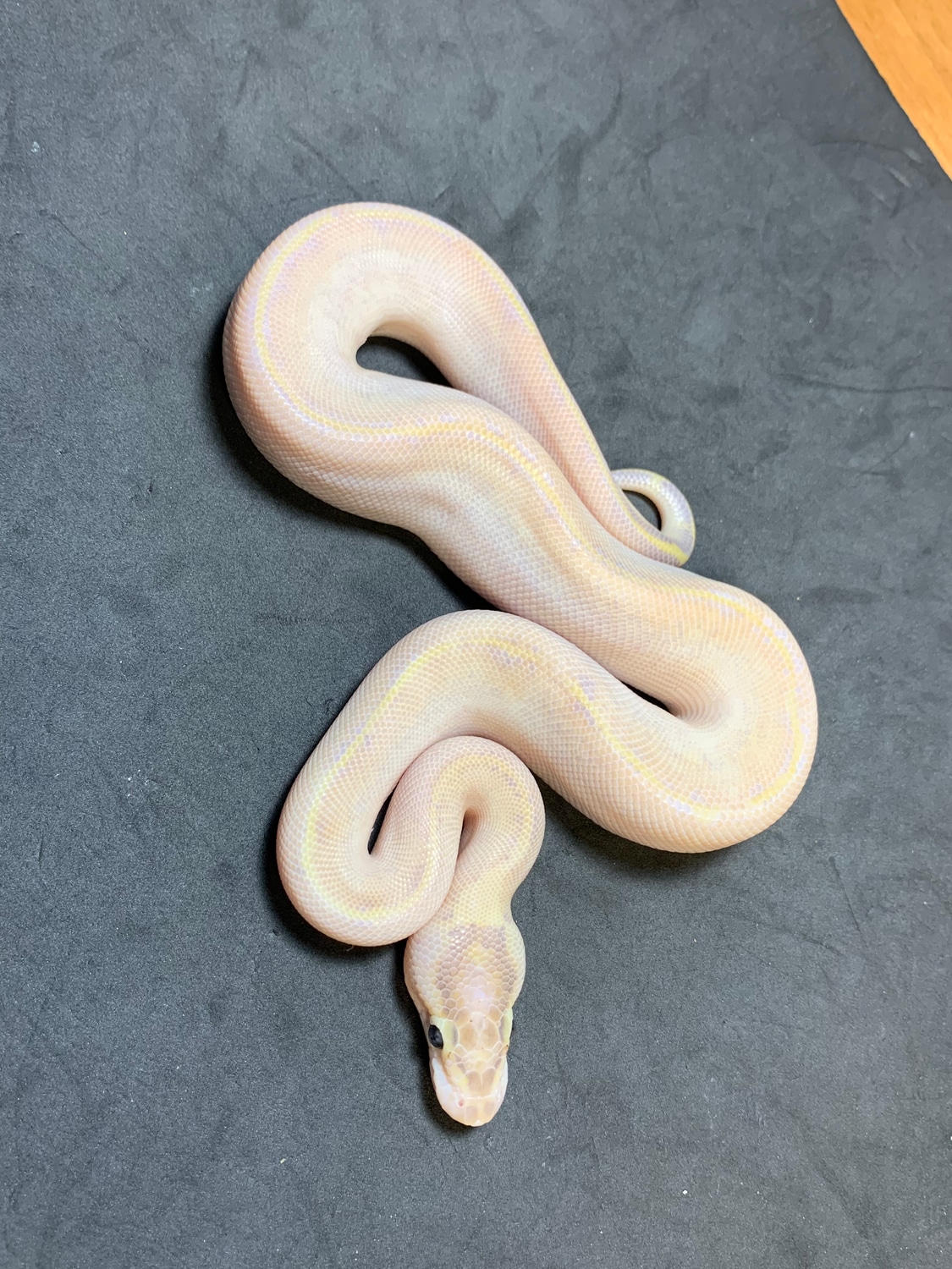 Ivory Ball Python by Danner Constrictors - MorphMarket