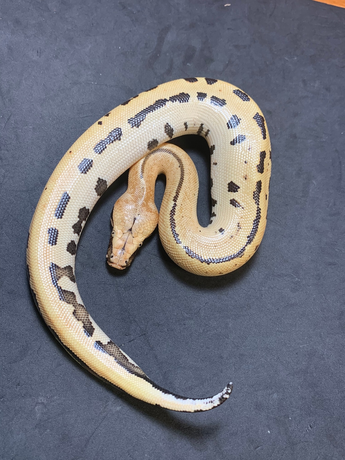 007 Het T+ Albino Blood Python by Danner Constrictors - MorphMarket