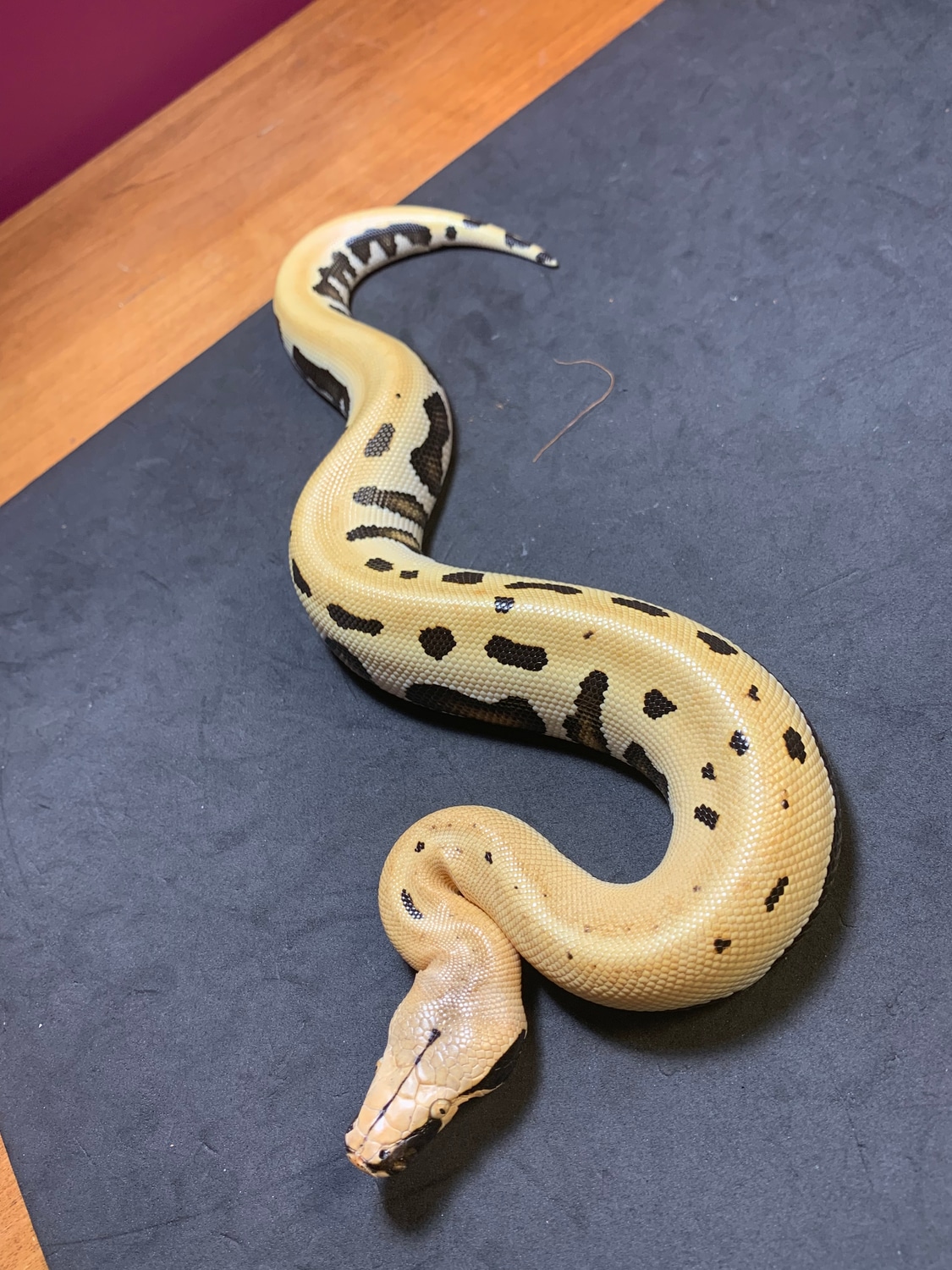 Goldeneye Het T- Albino Blood Python by Danner Constrictors - MorphMarket