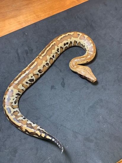 Matrix Het T+ Albino Blood Python by Danner Constrictors