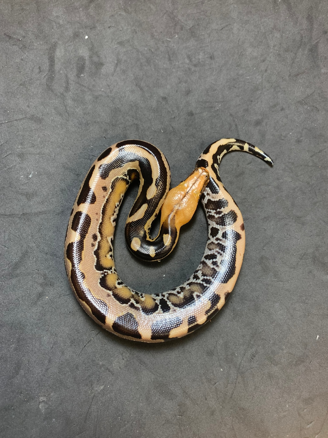 Het Caramel Albino Sumatran Short-tailed Python by Danner Constrictors ...