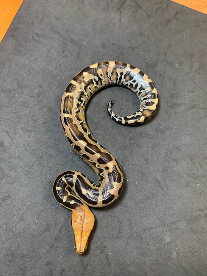 Het Caramel Albino Sumatran Short-Tailed Python by Danner Constrictors