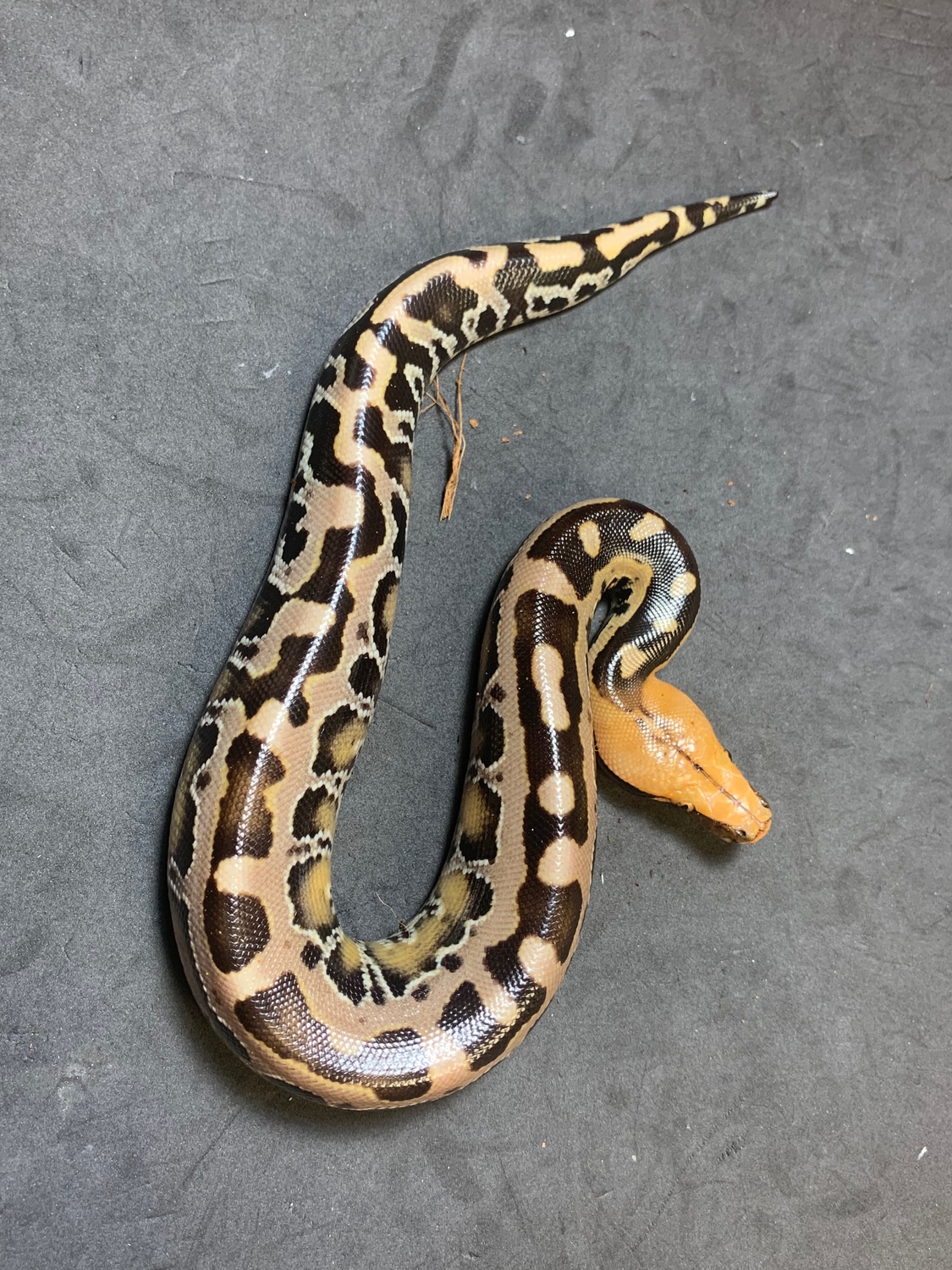 Het Caramel Albino Sumatran Short-tailed Python by Danner Constrictors ...