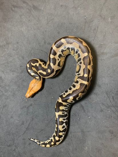 Het Caramel Albino Sumatran Short-Tailed Python by Danner Constrictors