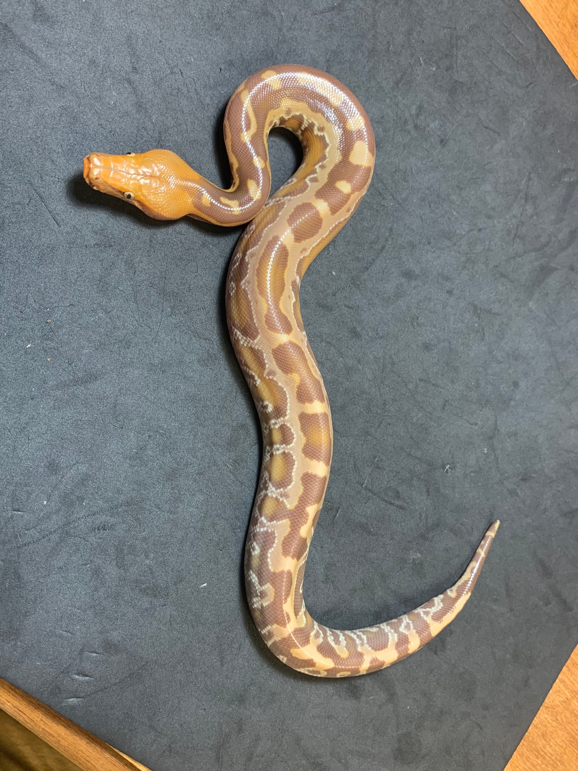 Caramel Albino Sumatran Short-Tailed Python by Danner Constrictors ...
