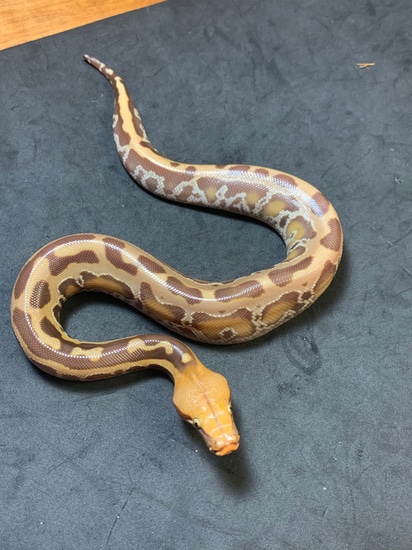 Caramel Albino Sumatran Short-Tailed Python by Danner Constrictors