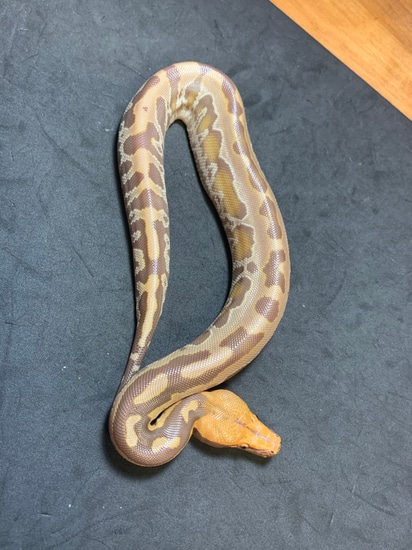 Caramel Albino Sumatran Short-Tailed Python by Danner Constrictors