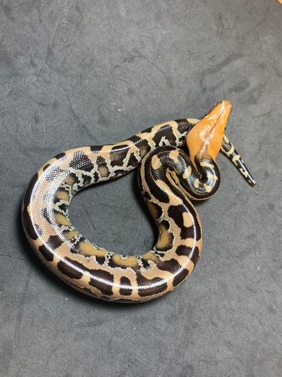 Het Caramel Albino Sumatran Short-Tailed Python by Danner Constrictors