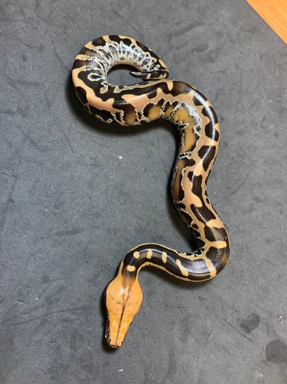 Het Caramel Albino Sumatran Short-Tailed Python by Danner Constrictors