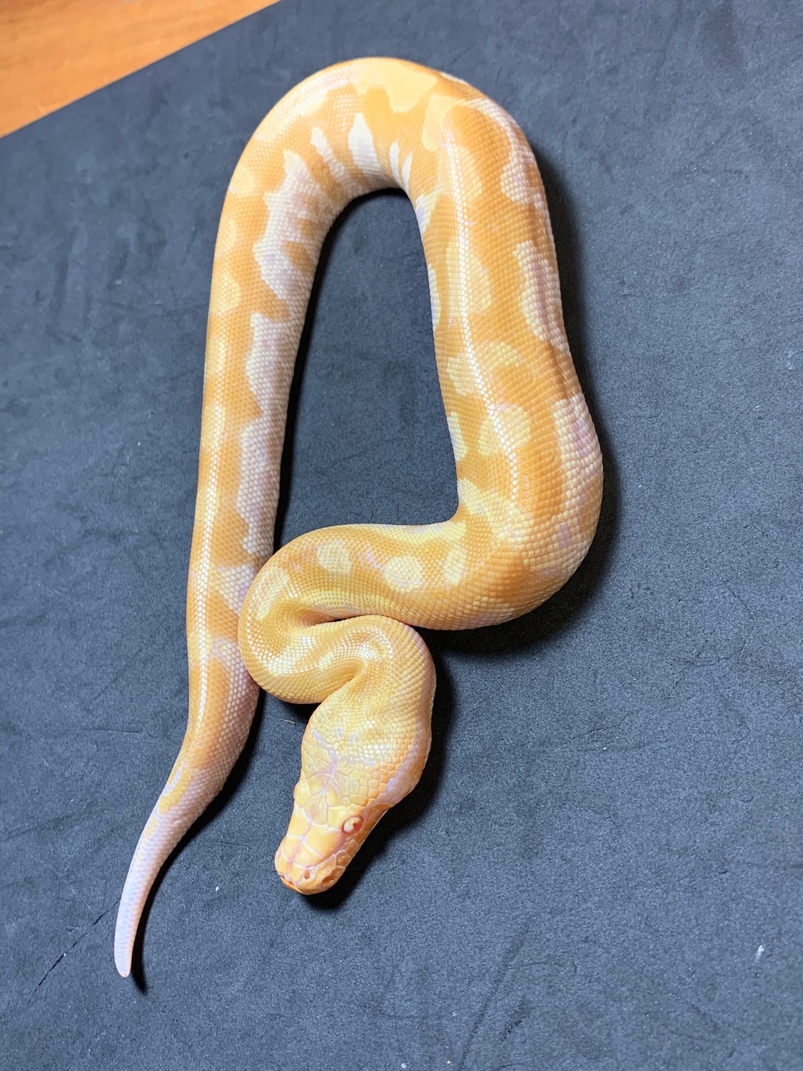 T- Albino Blood Python by Danner Constrictors - MorphMarket