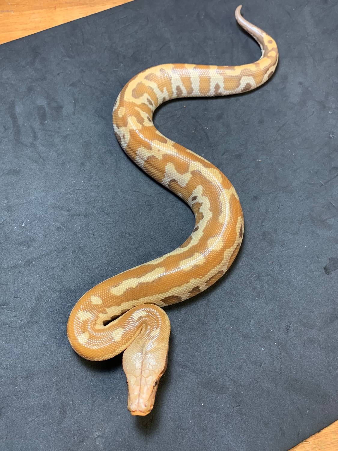 T+ Albino Blood Python by Danner Constrictors - MorphMarket