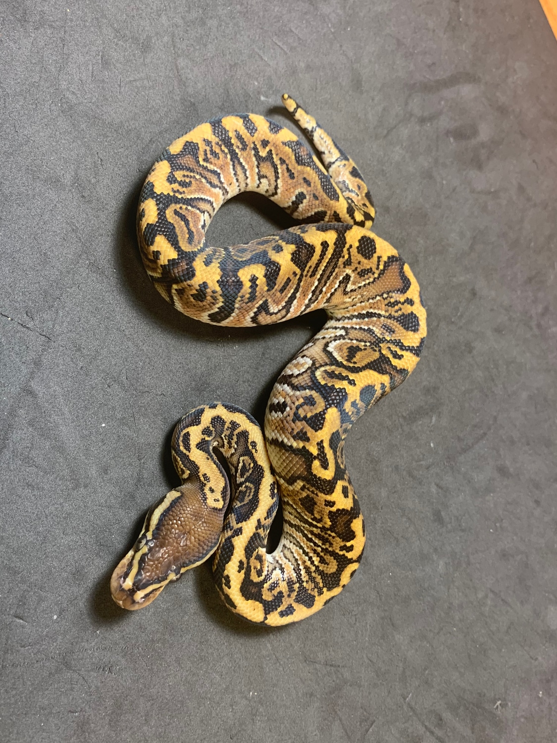 Hidden Gene Woma Trick Ball Python By Danner Constrictors Morphmarket