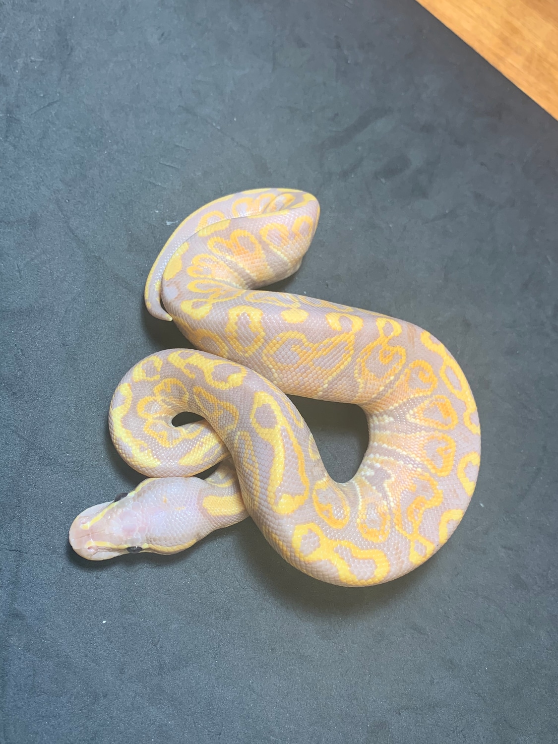 Banana Trick Ball Python by Danner Constrictors - MorphMarket