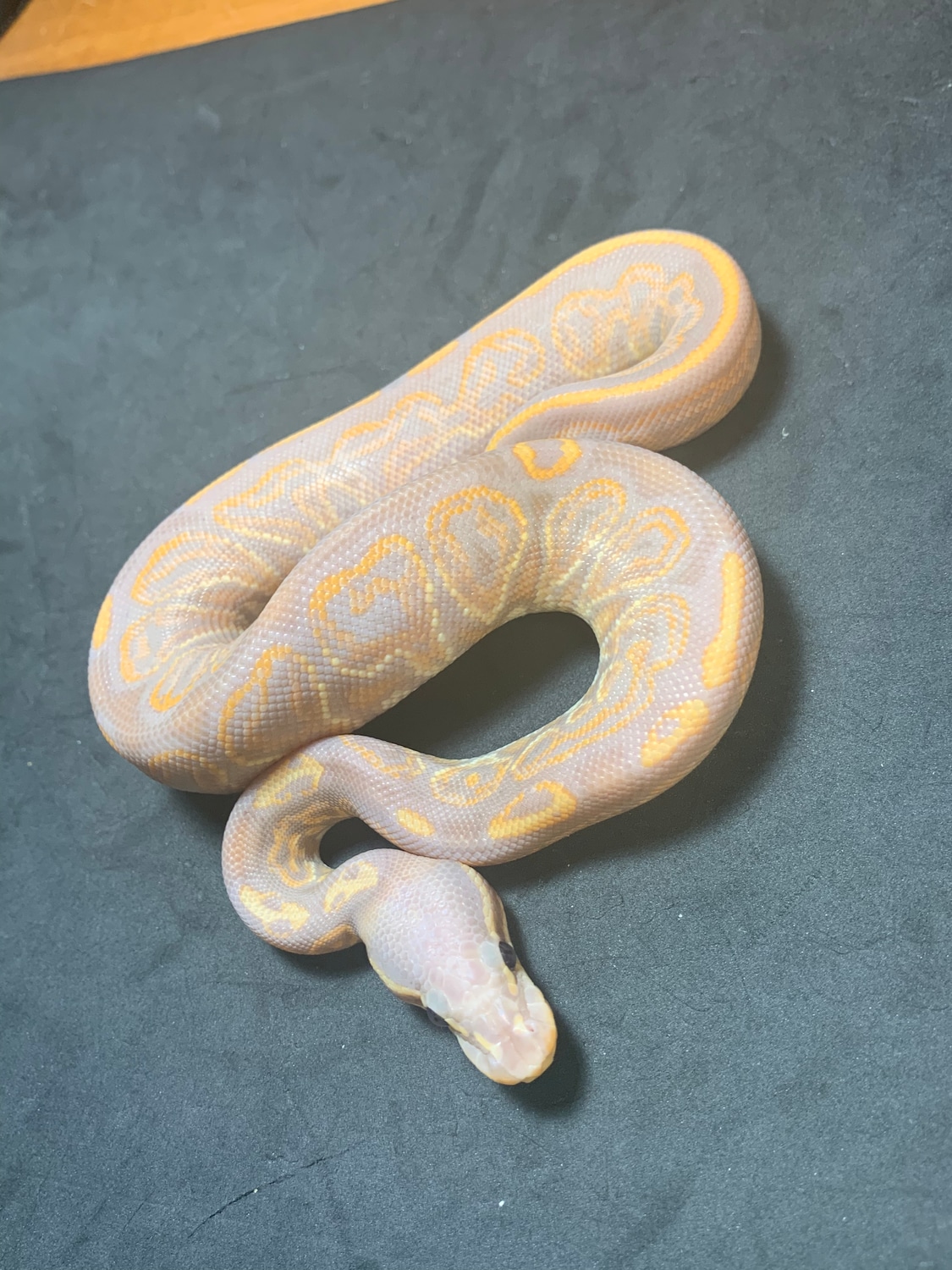 Black Pastel Banana Trick Ball Python by Danner Constrictors - MorphMarket