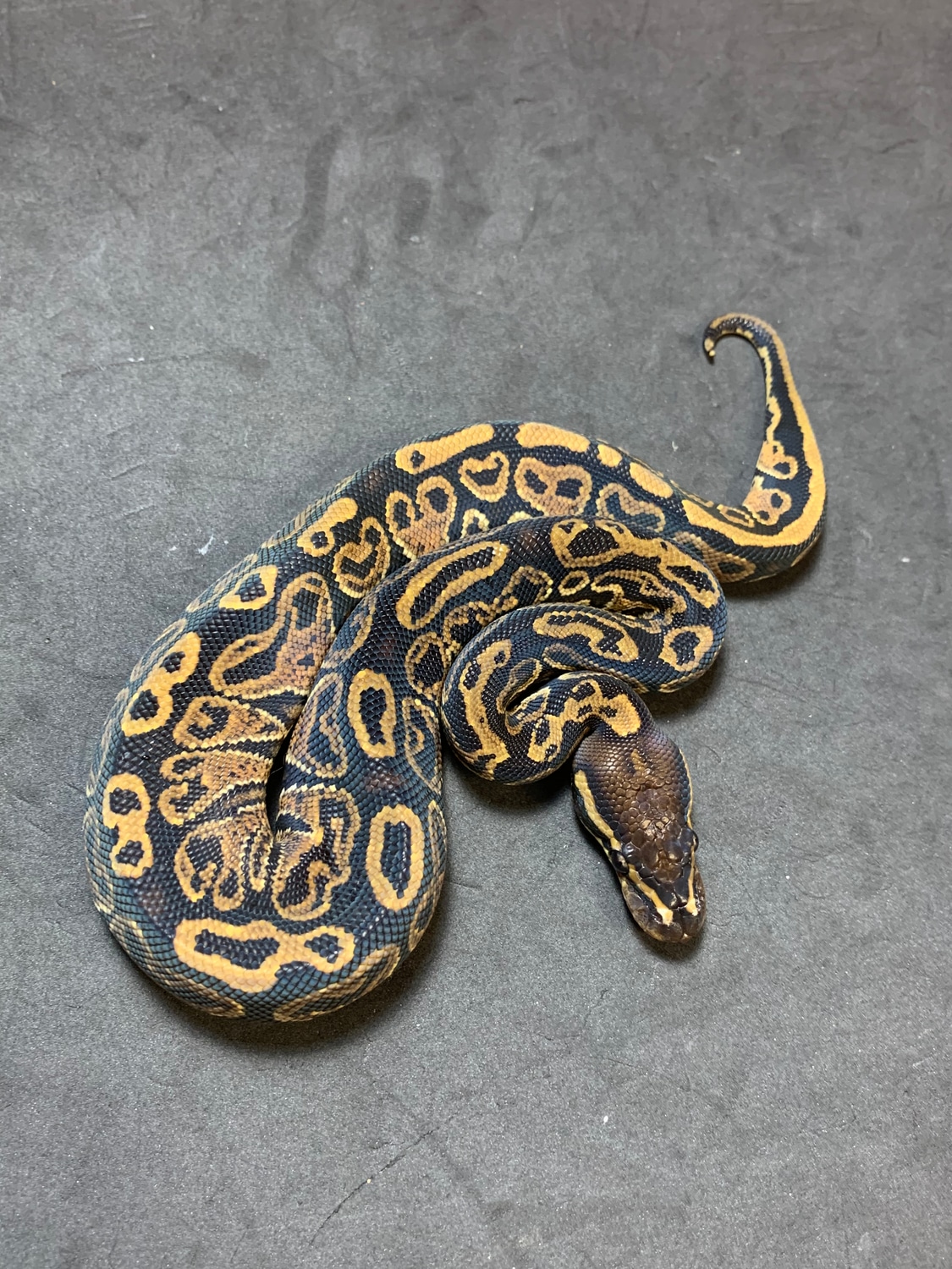 Trick Ball Python by Danner Constrictors - MorphMarket
