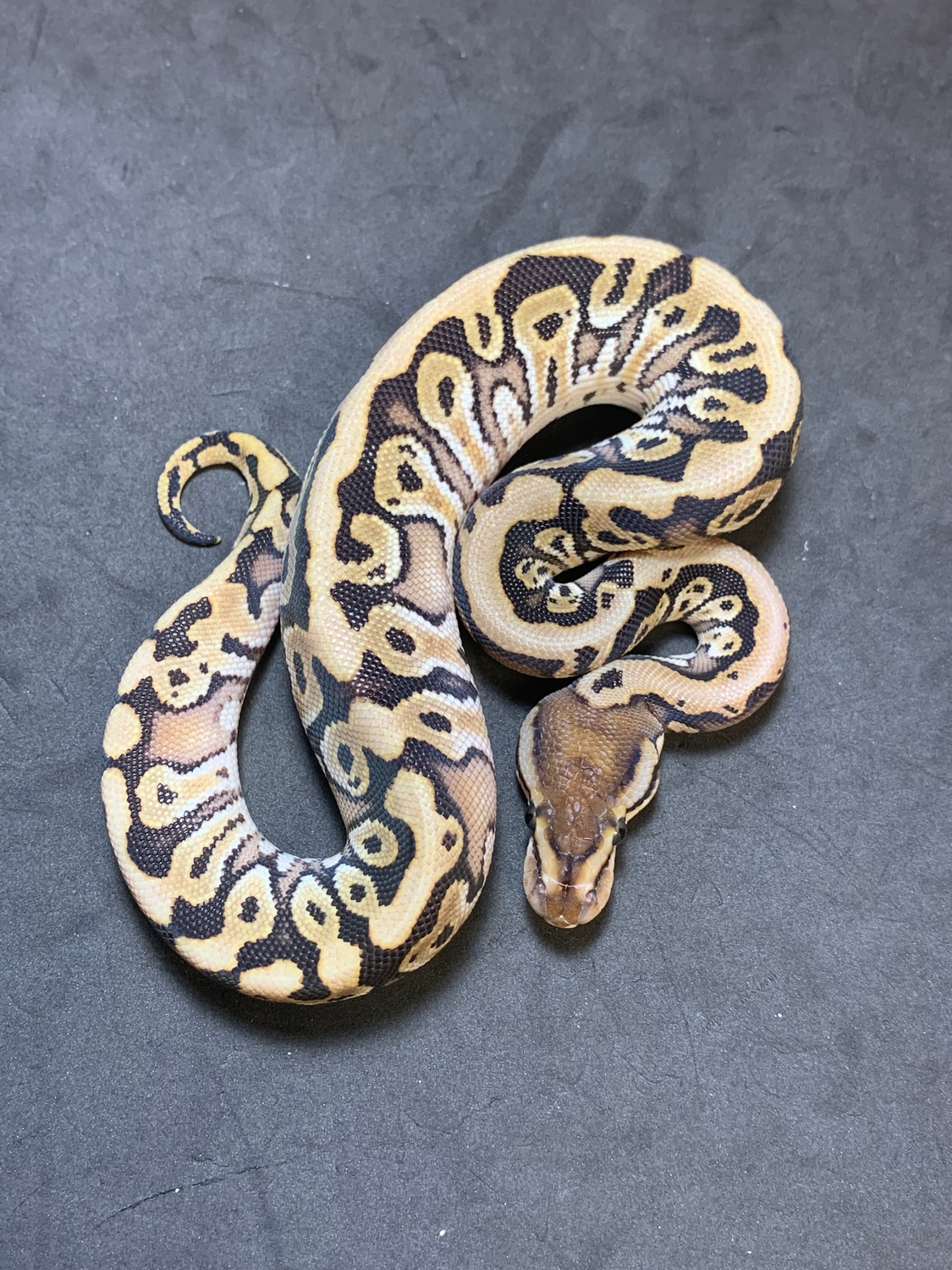 Hidden Gene Woma Phantom Blade Het Clown Ball Python by Danner ...