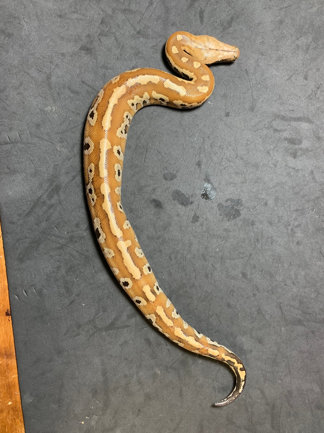 Het T+ Albino Blood Python by Danner Constrictors - MorphMarket