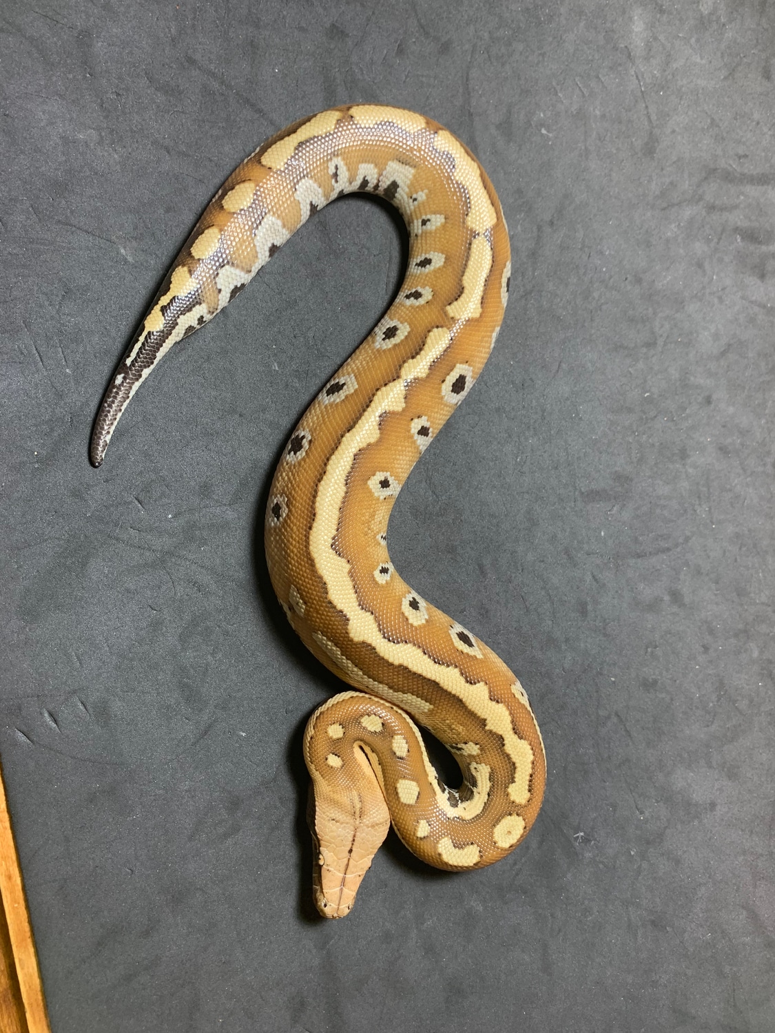 Het T+ Albino Blood Python by Danner Constrictors - MorphMarket