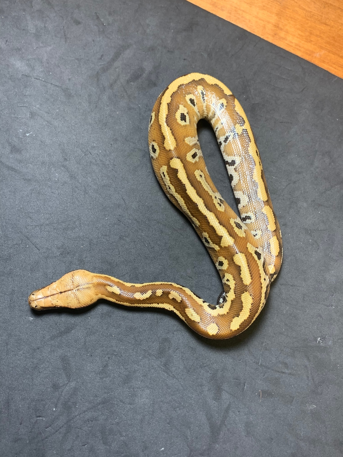Het T+ Albino Blood Python by Danner Constrictors - MorphMarket