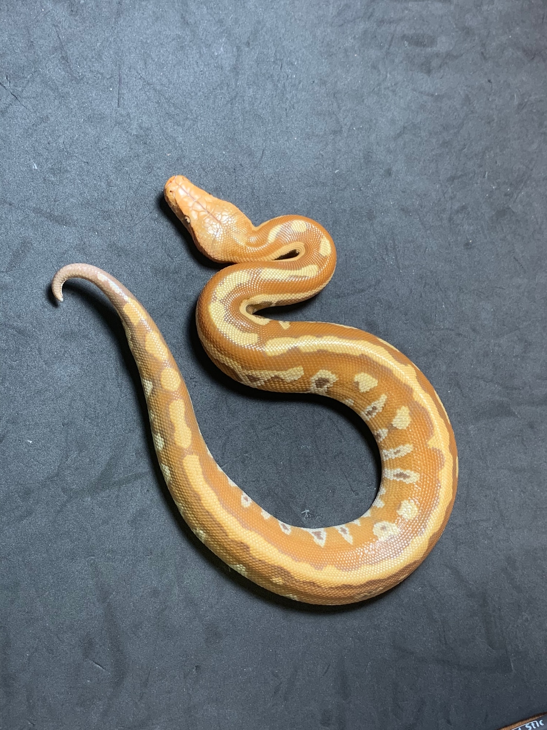 T+ Albino Blood Python by Danner Constrictors - MorphMarket