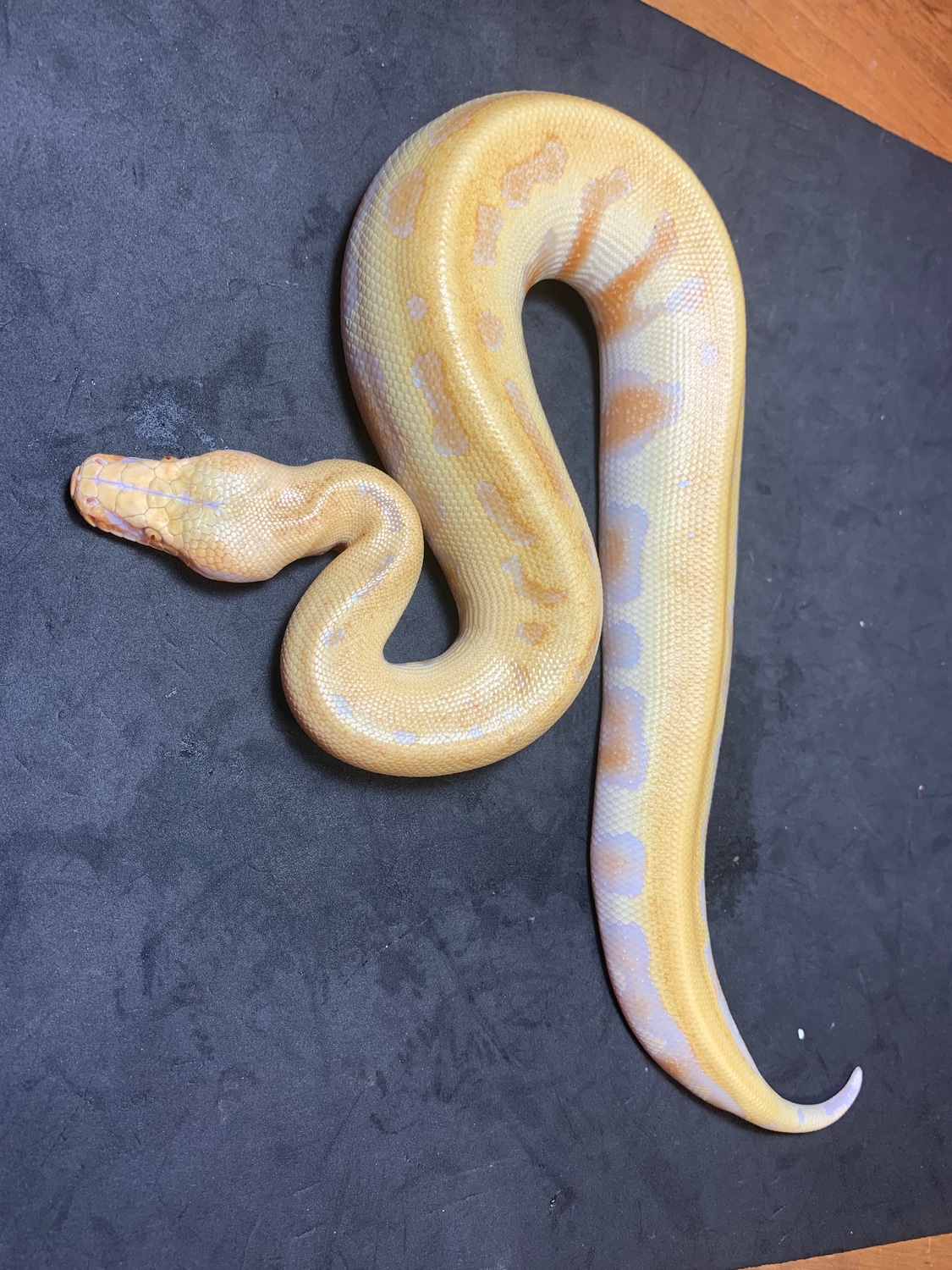 T- Albino Goldeneye Blood Python by Danner Constrictors - MorphMarket