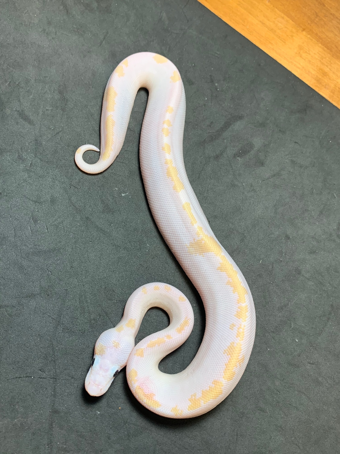 Super Fire Ball Python by Danner Constrictors - MorphMarket