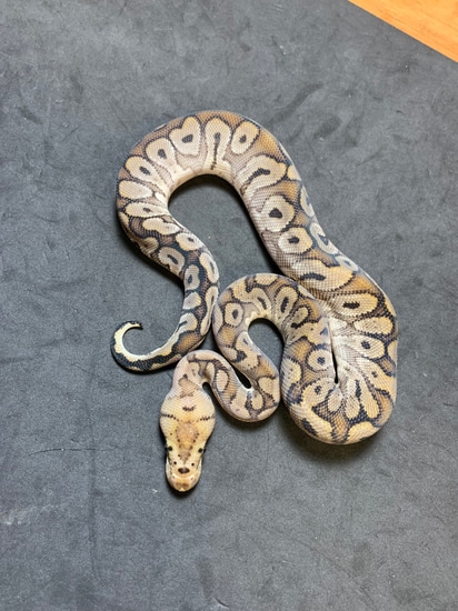 GHI Hidden Gene Woma Red Stripe Clown Ball Python by Danner Constrictors