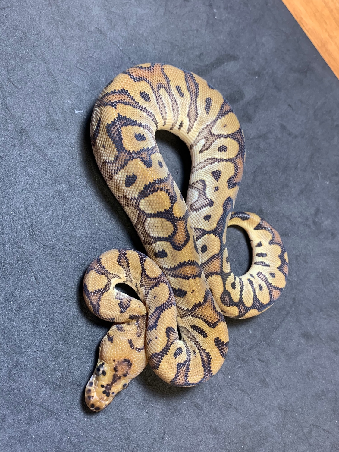 Hidden Gene Woma Clown Ball Python by Danner Constrictors - MorphMarket
