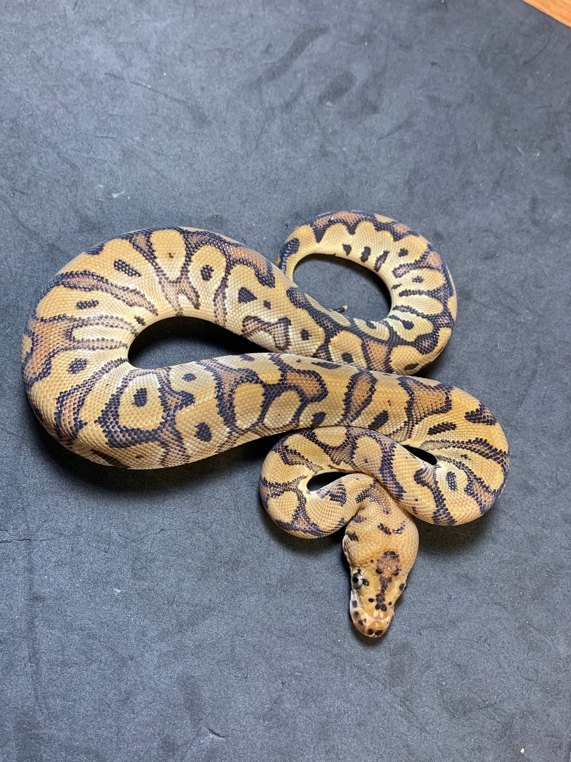 Hidden Gene Woma Clown Ball Python by Danner Constrictors - MorphMarket
