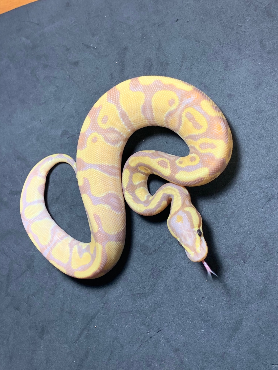 Banana Enchi Yellow Belly Het Clown Het Pied 50% Het Hypo Ball Python by Danner Constrictors ...
